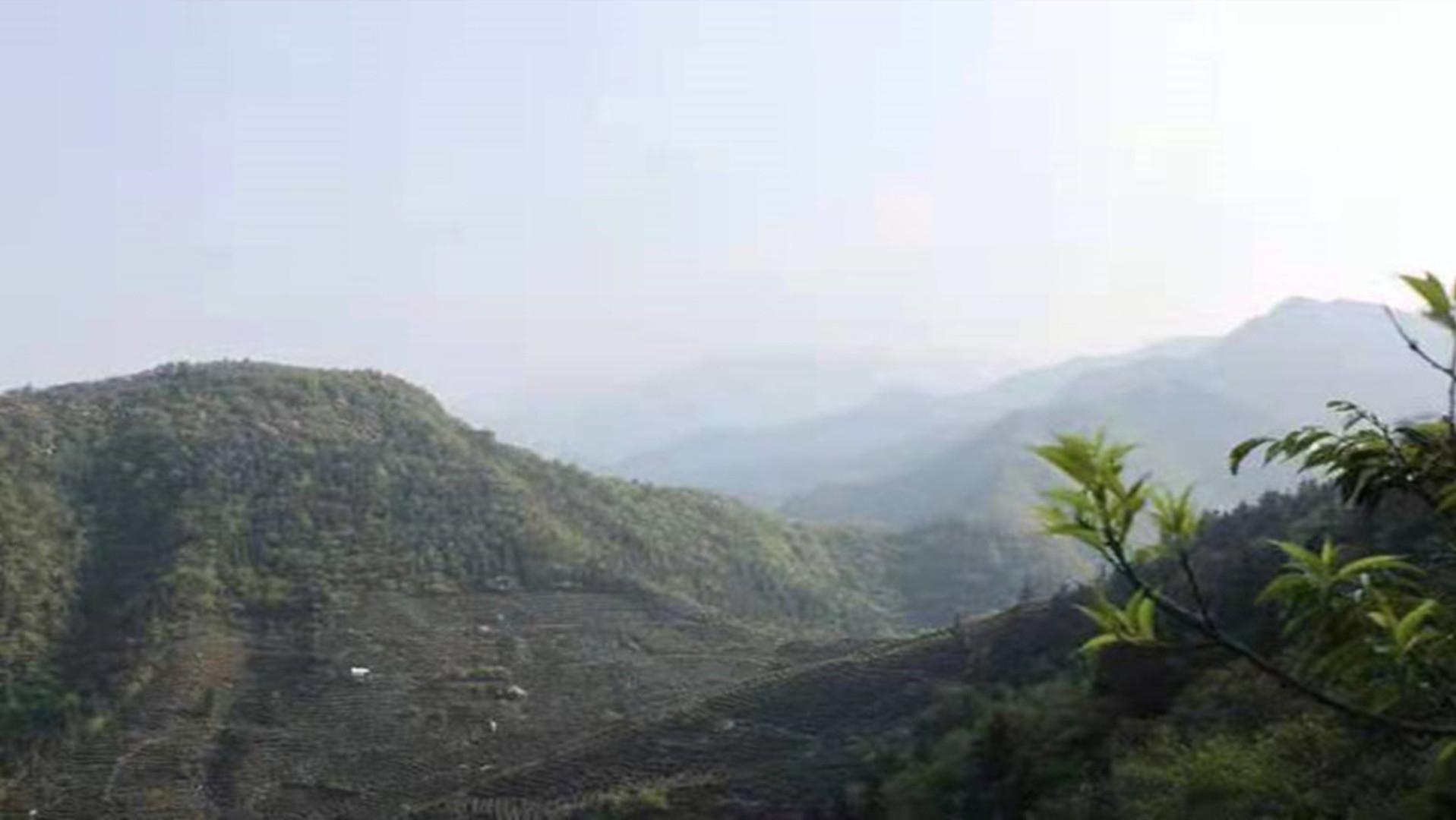 "Famous Tea Famous Spring" "Mist Roots" of Lushan - Yunwu Tea - iNEWS