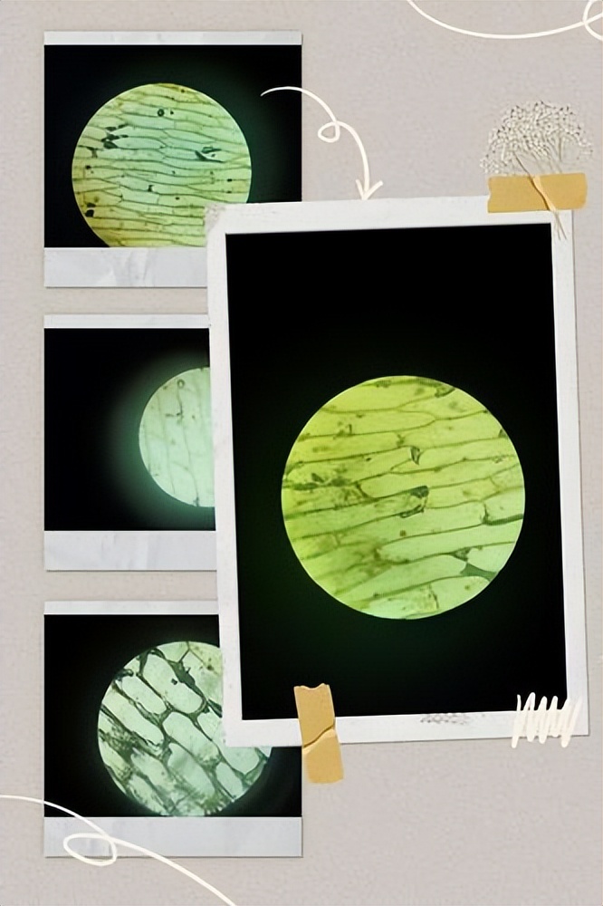 It's pretty good! This is what microbes look like under a microscope ...