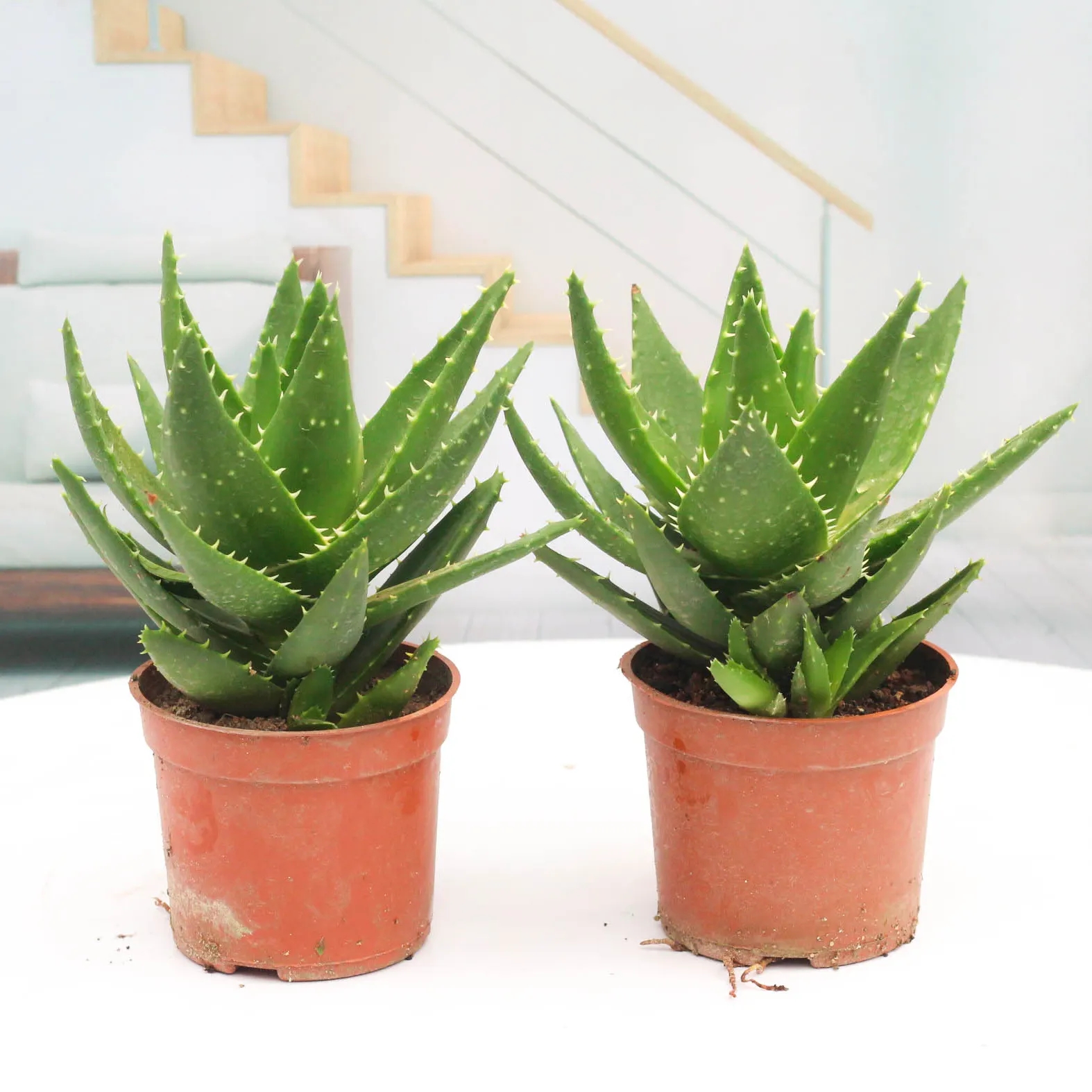 What to do if rust occurs when planting aloe vera?These three aspects ...