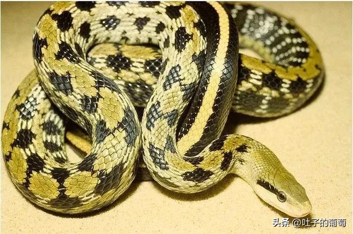 In front of the king snake, the five-step snake does not dare to move ...