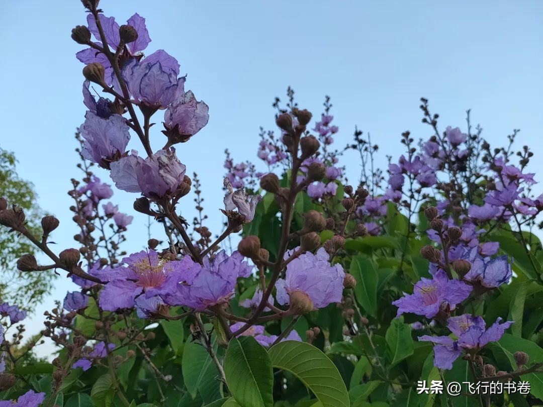 The "Zixia Fairy" among the flowers - Lagerstroemia daflora: Why is it ...