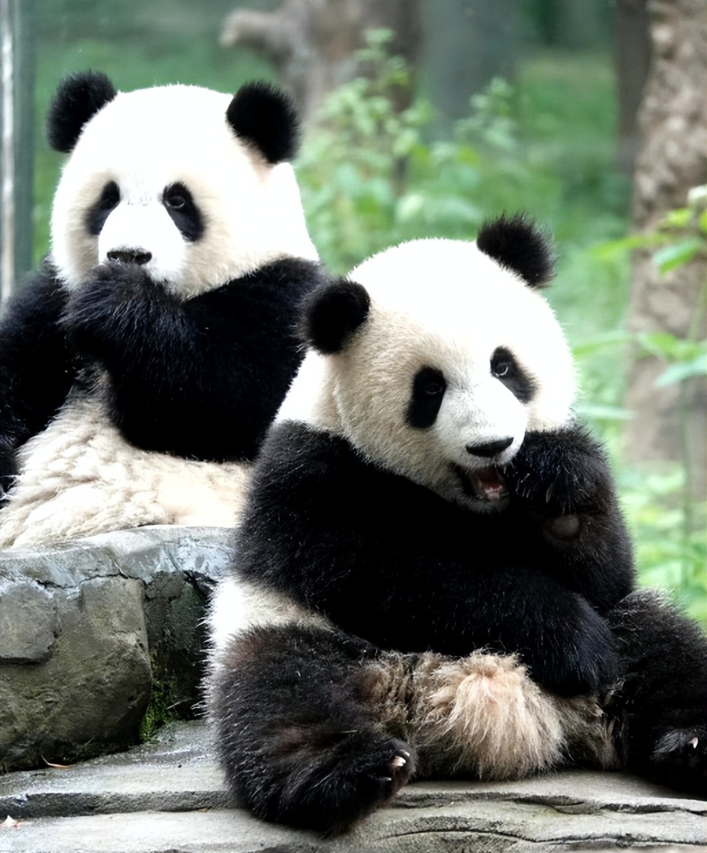 Midea officially announced the adoption of the giant panda Yu Ke Yu Ai ...