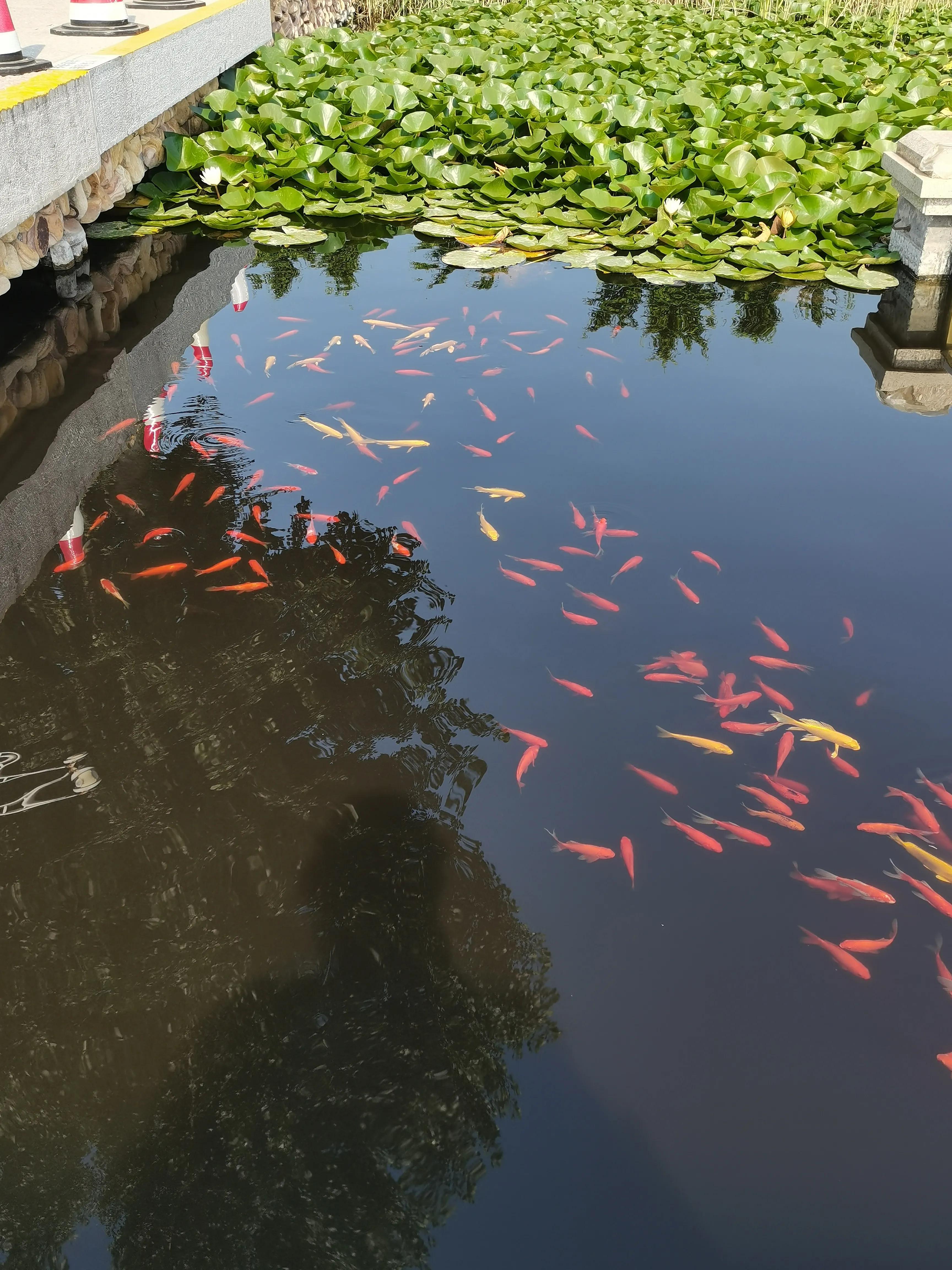 Honglian Lake Wetland Park in summer - iNEWS