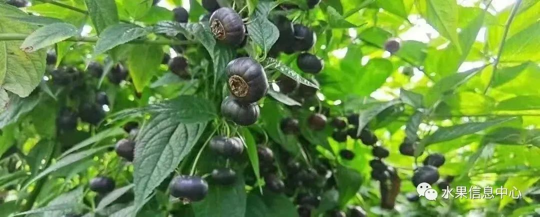 This niche fruit was caught fire by Baiguoyuan - iNEWS