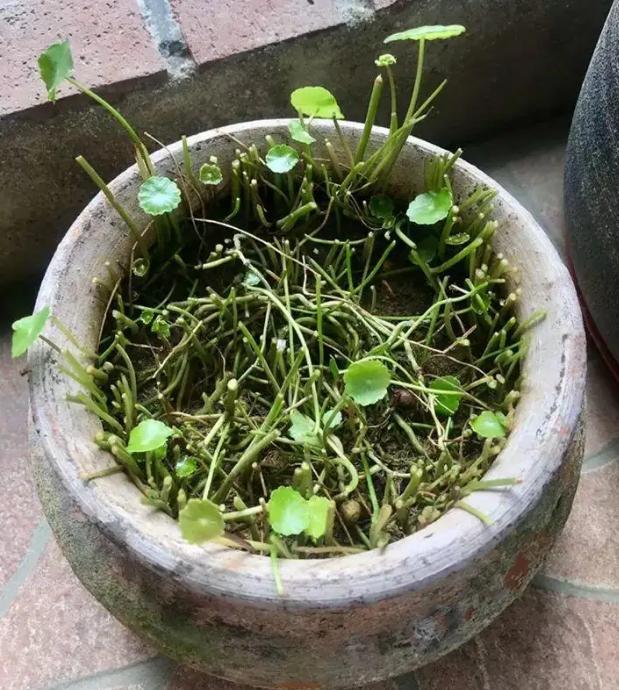 "5 Tips" for Raising Copper Coin Grass - iMedia