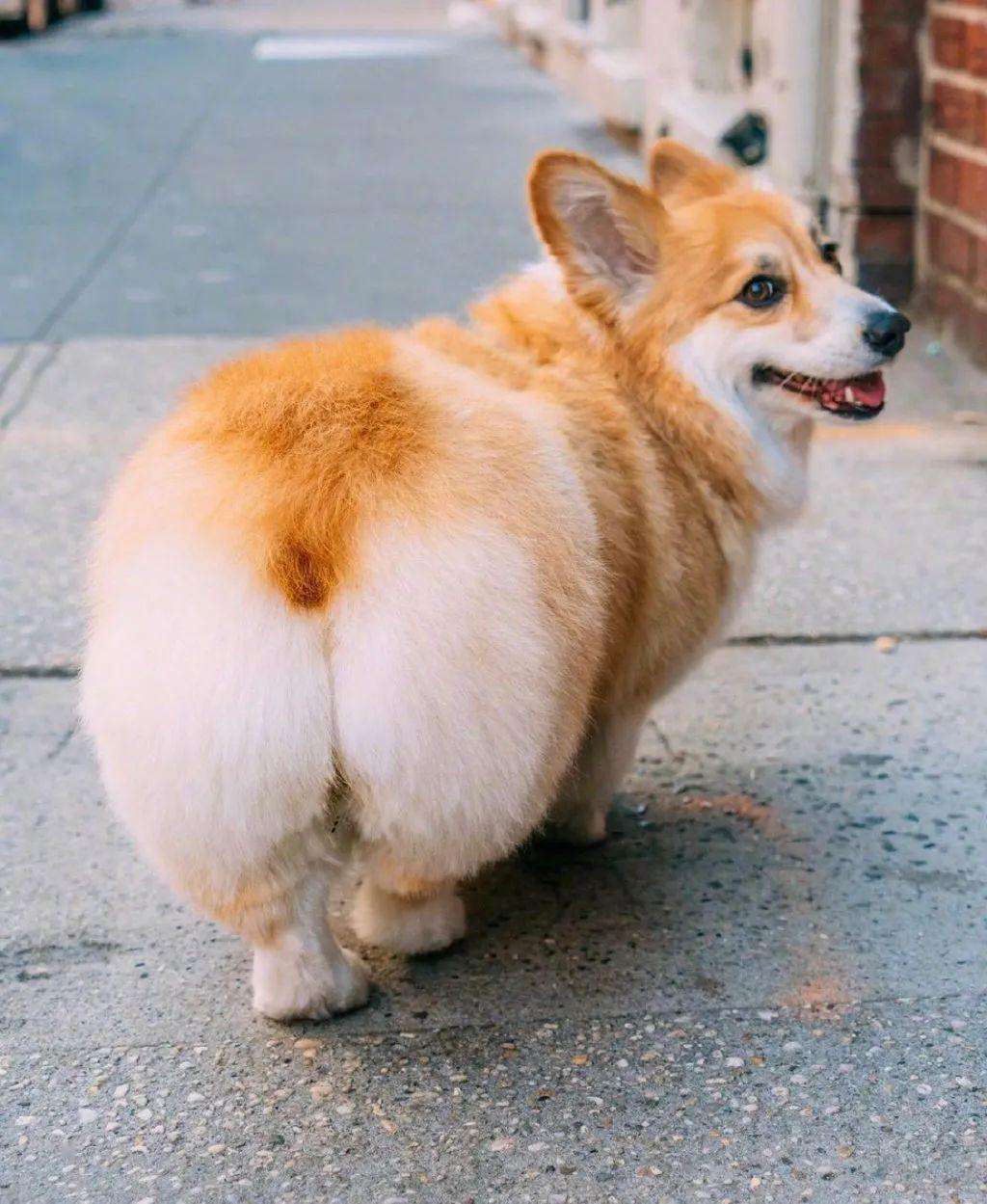 Is it really necessary to cut off the tail of "Corgi"? - iNEWS