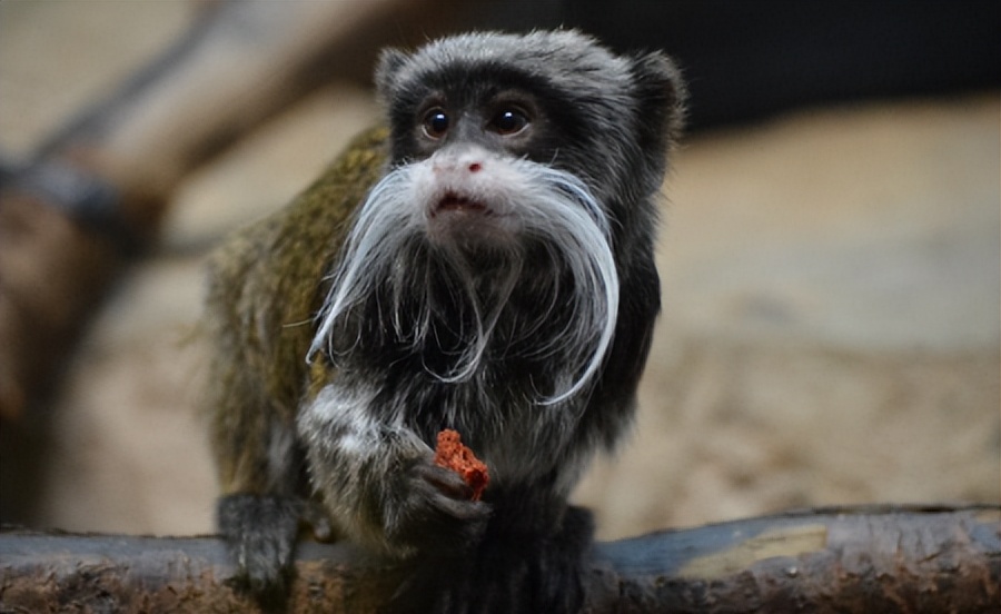 King of Rare: Conservation and Ecological Challenges of Emperor ...