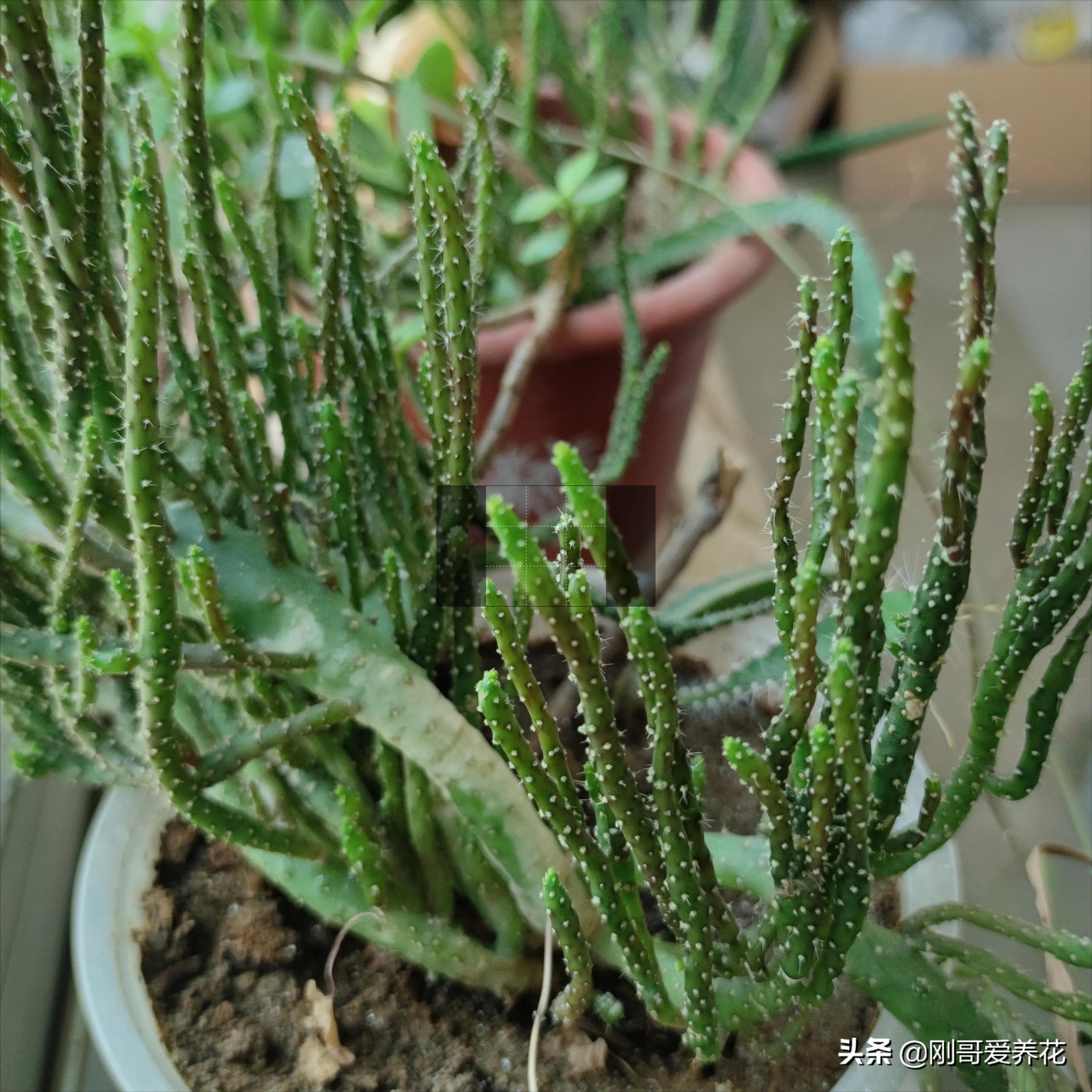 How to grow fat and thick cactus grafted with crab claw orchid? - iNEWS