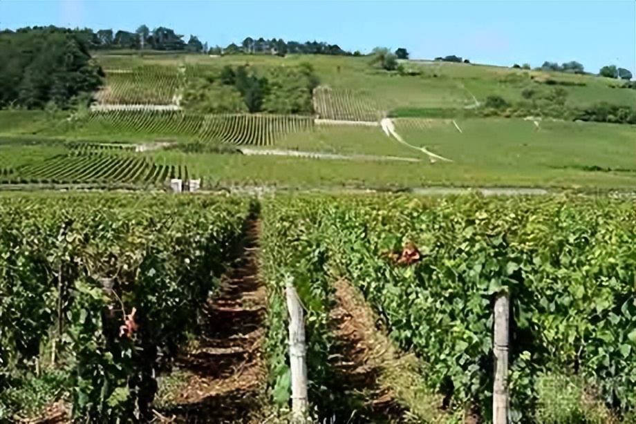 How to Read the "Identity" of Burgundy Wines - Classification of ...