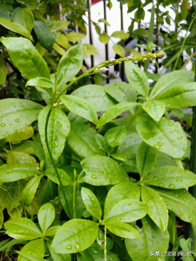 Wild vegetables growing naturally in the yard - iNEWS