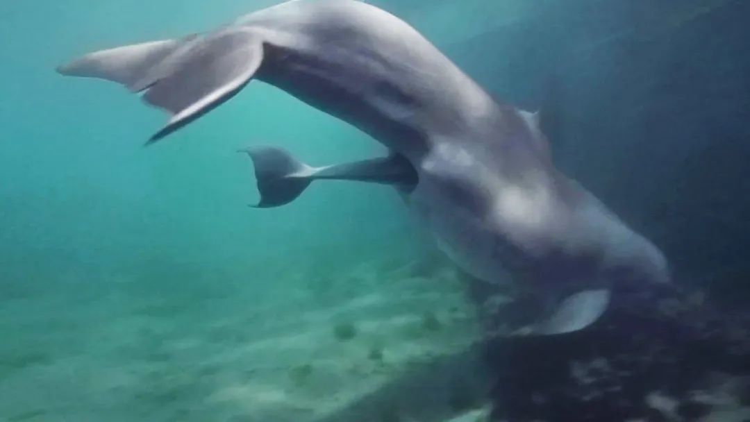 How Do Dolphins Have Babies? Discover the Amazing Birth Journey of ...