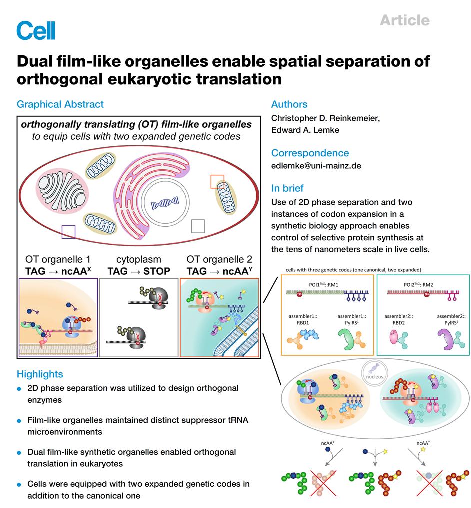 New technology utilizes liquid-liquid phase separation to expand codons ...