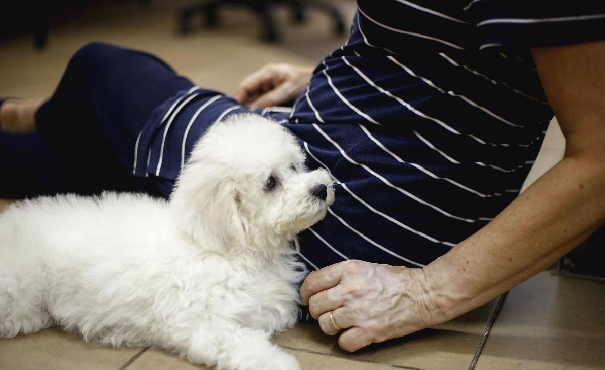 The "favorite" dogs of the older generation, raise them and take you to ...