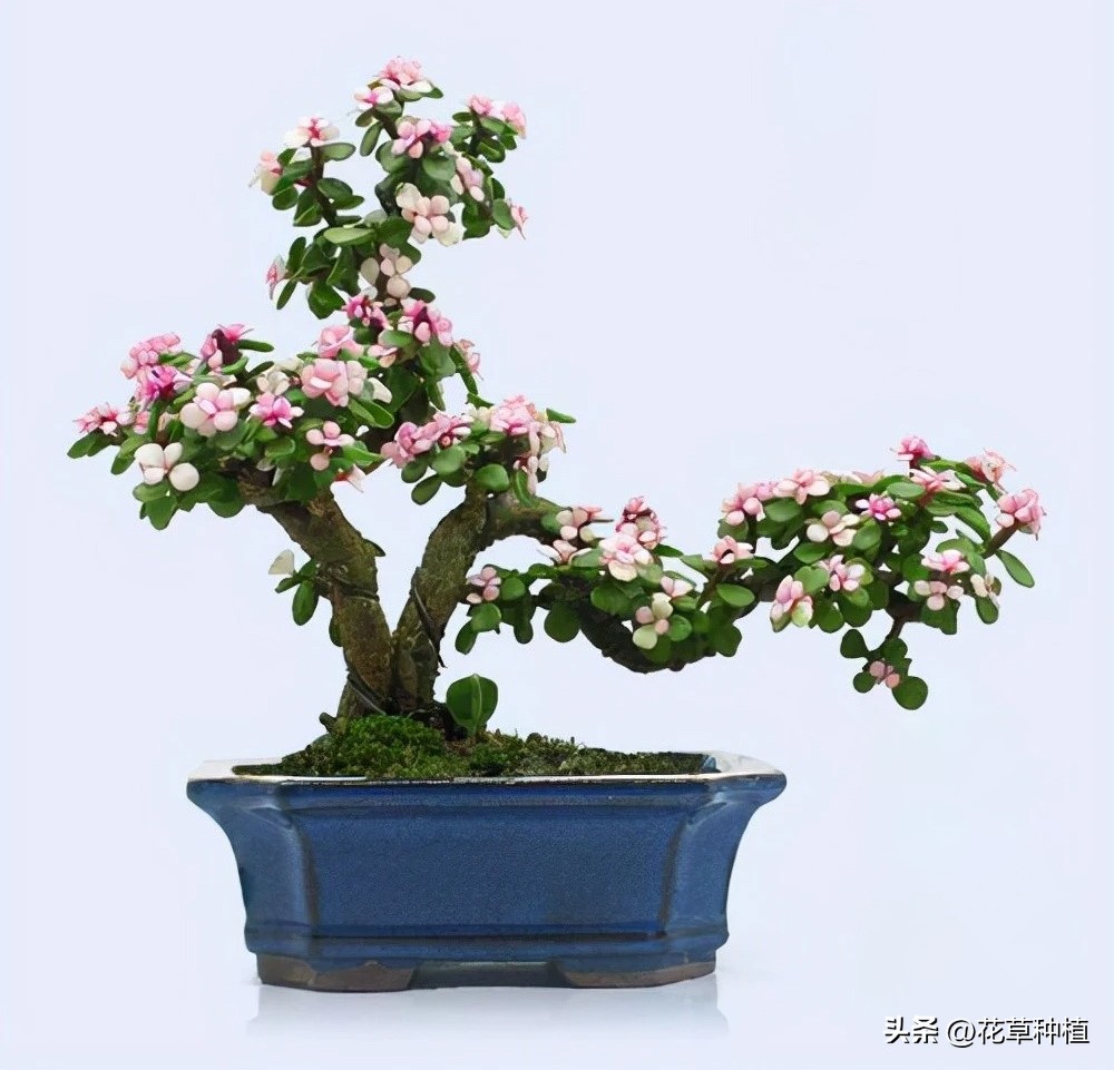 Known as "the best bonsai", a must-have for beginners, easy to shape ...