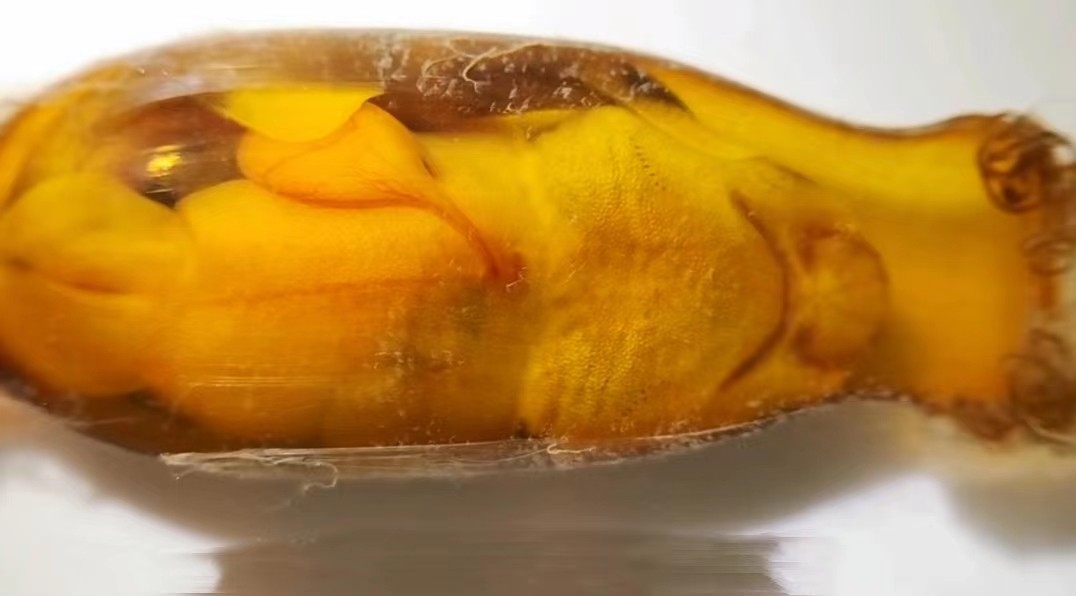 Uncover the whole hatching process of plum blossom sharks, you will ...