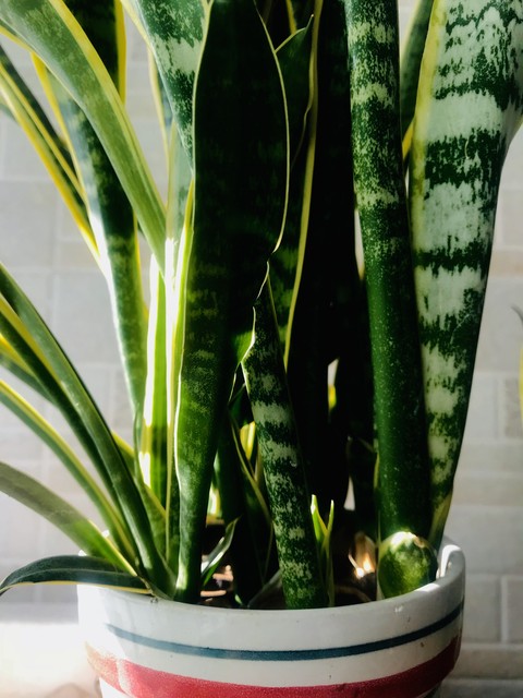 Tiger Piran: A Guide to Indoor Growing - iMedia