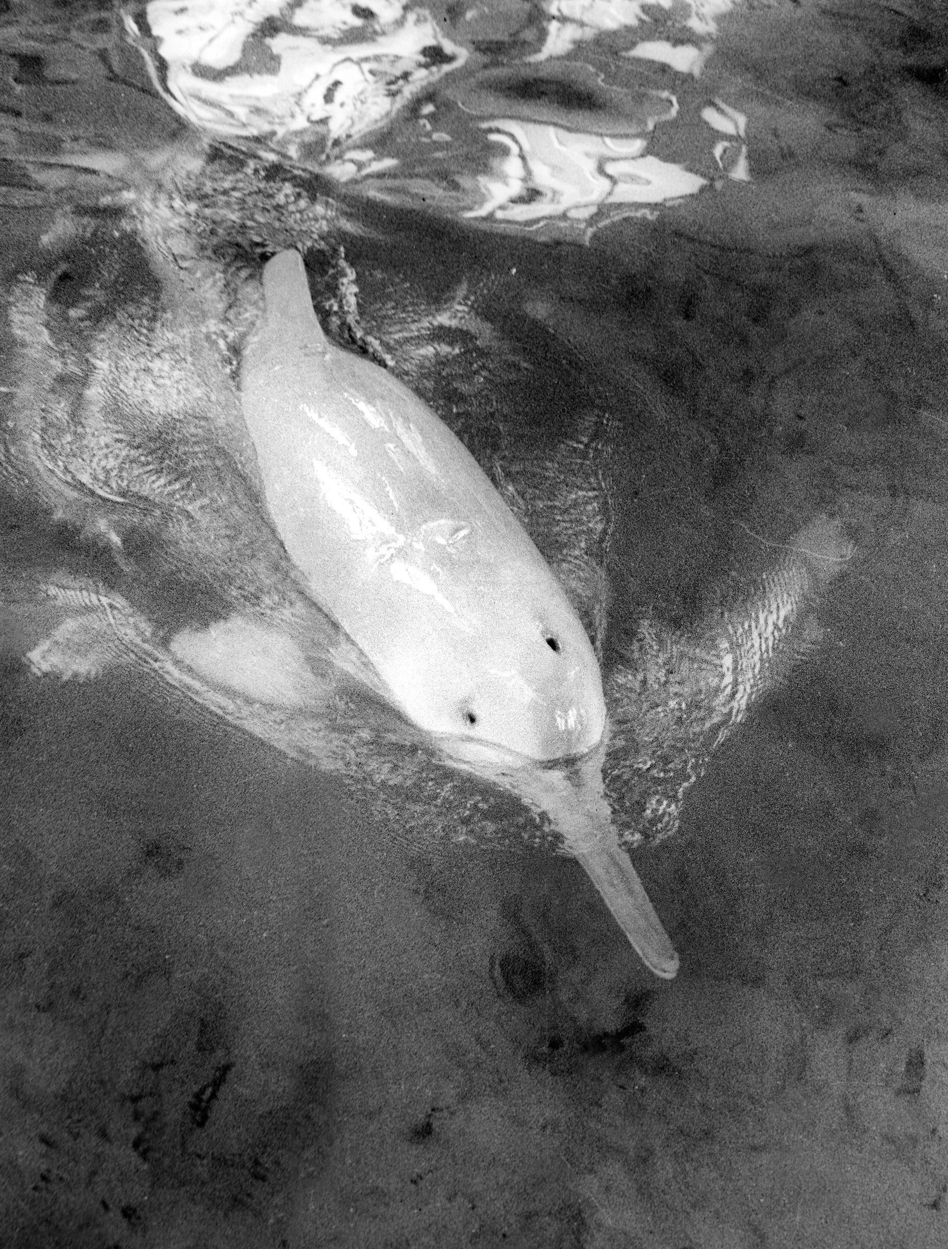 I left the last medical examination image for the last baiji dolphin ...