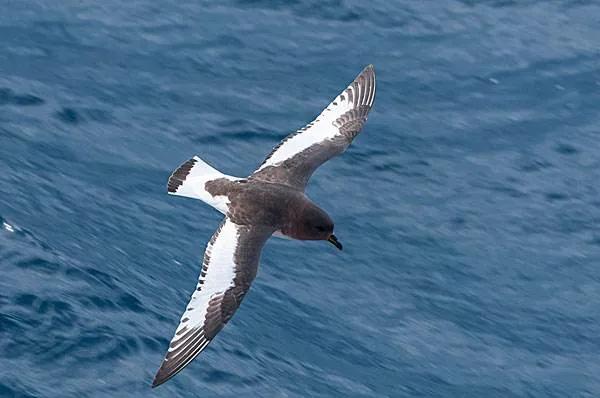 "Shan Hai Jing" Story: Jingwei Reclamation - iNEWS