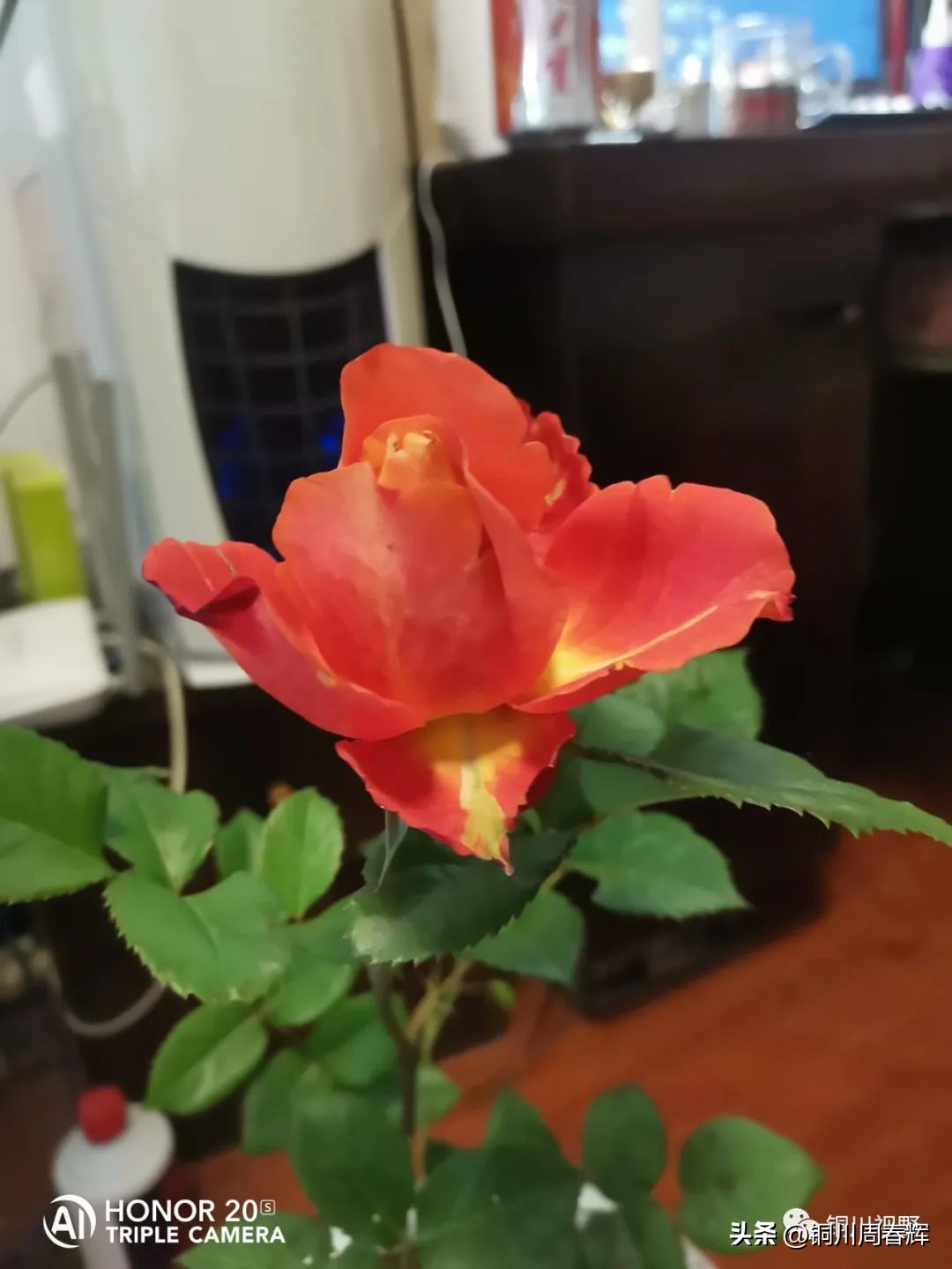 The rose flowers I raised finally bloomed - iNEWS