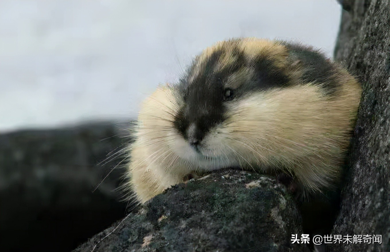 Why do lemmings commit suicide by jumping into the sea?The truth behind ...