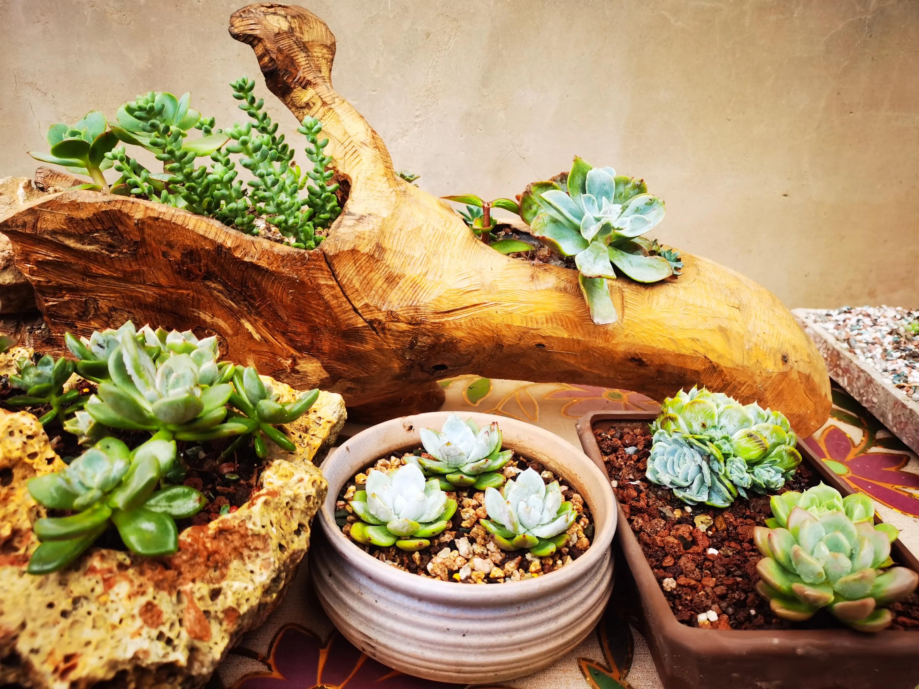 Summer succulent conservation experience - iNEWS