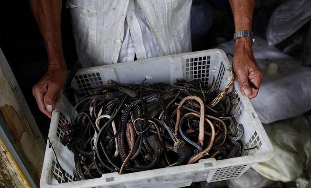 China's No. 1 Snake Village: 3 million snakes live and eat with people ...