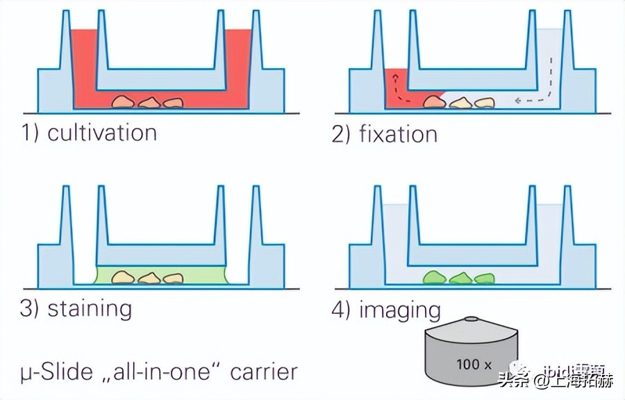 Using ibidi µ-Slide VI 0.4 is simple and fast, four steps - iNEWS