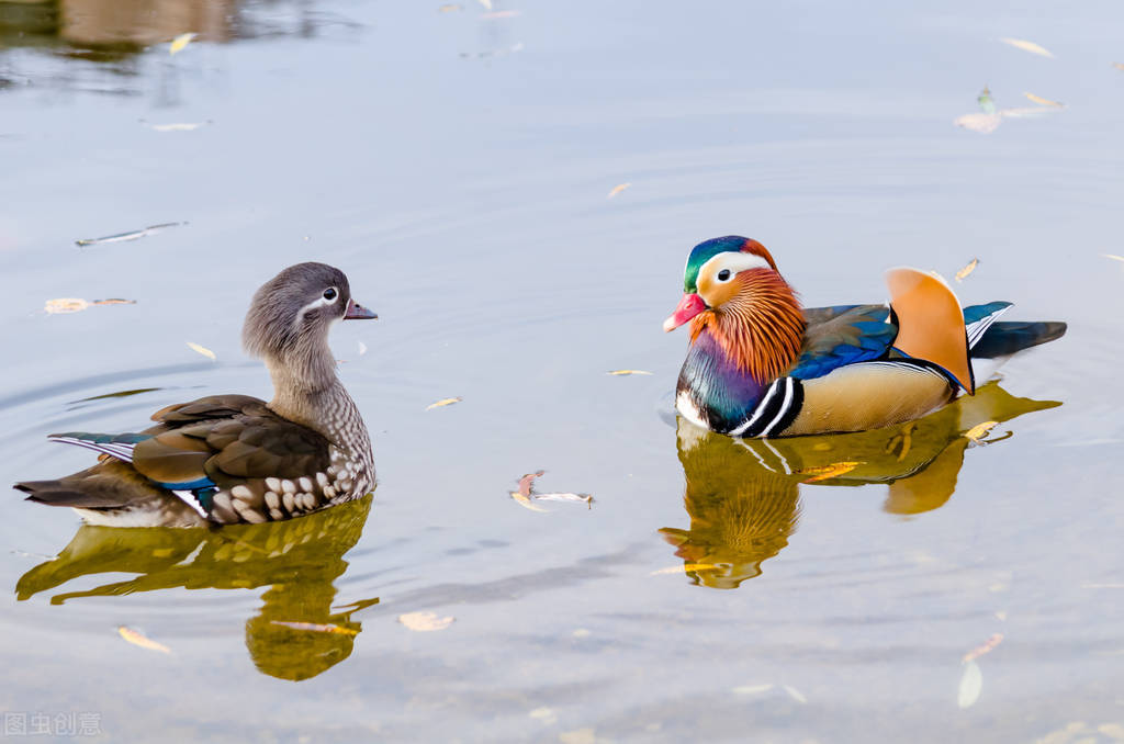 Yuanyang Yufei, a love bird in Chinese folklore - iNEWS