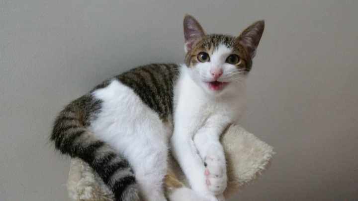 Sichuan Jianzhou cat, once an "ancient royal cat", why are so few ...