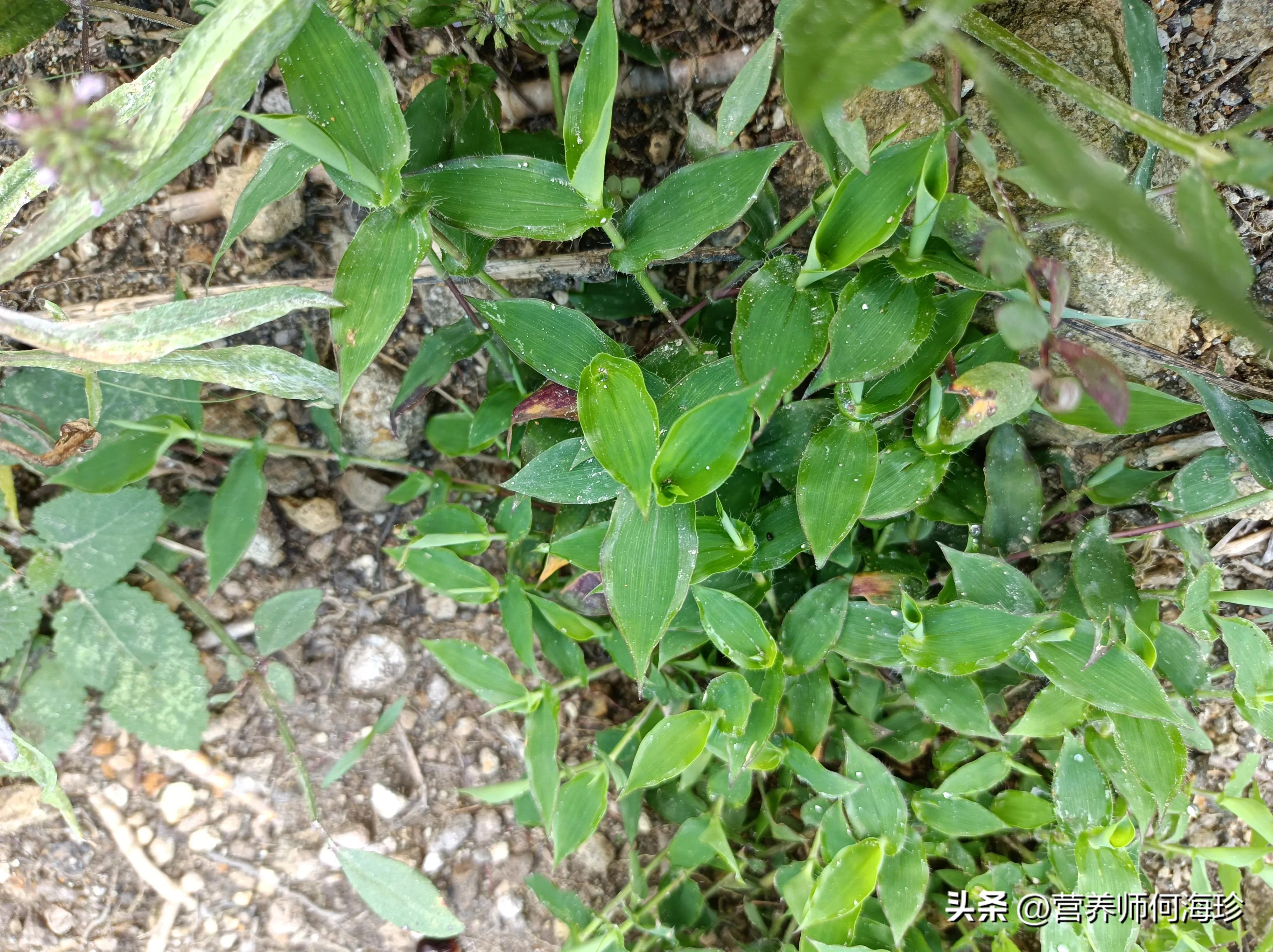 Resembling bamboo leaves, it was called "Emperor Grass" by the ancients ...