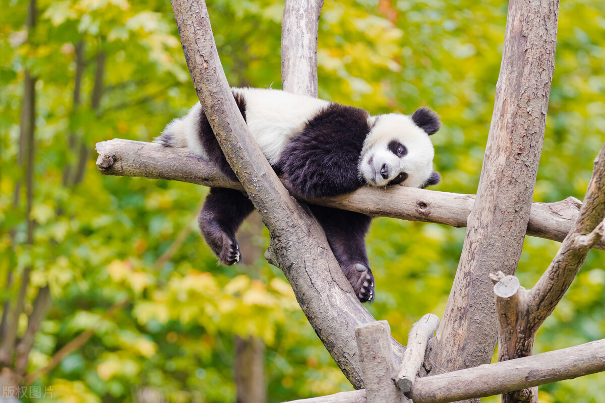 How much is the panda rental per year? - iMedia