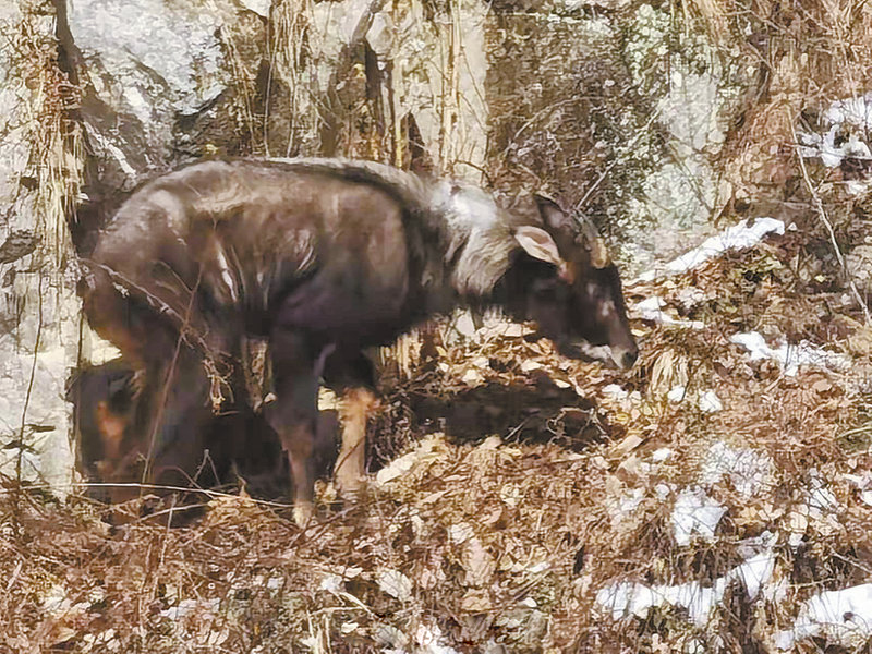 A "mountain donkey" was found in Huazhou District, Shaanxi. It has ...