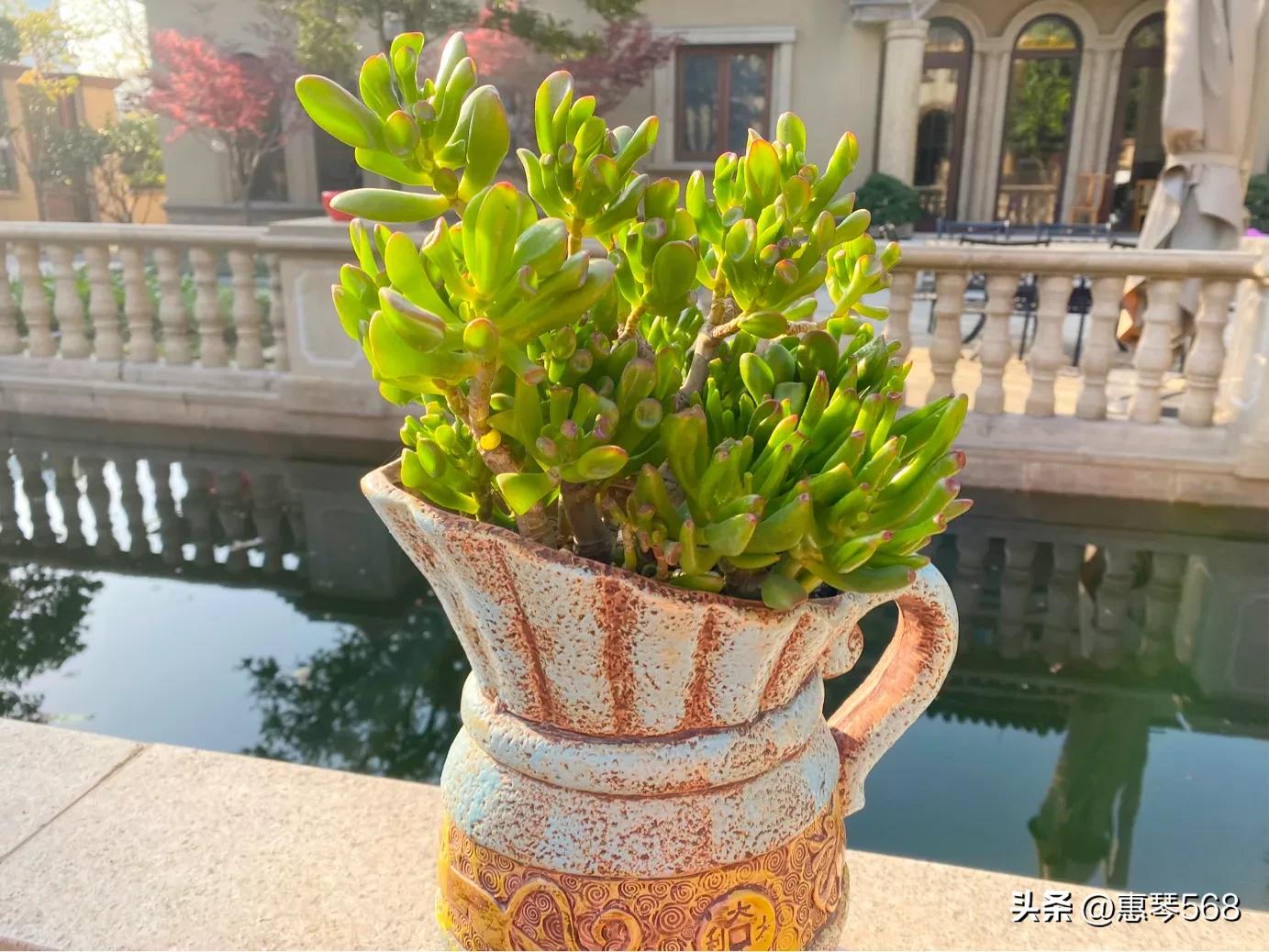 spring money tree - iNEWS