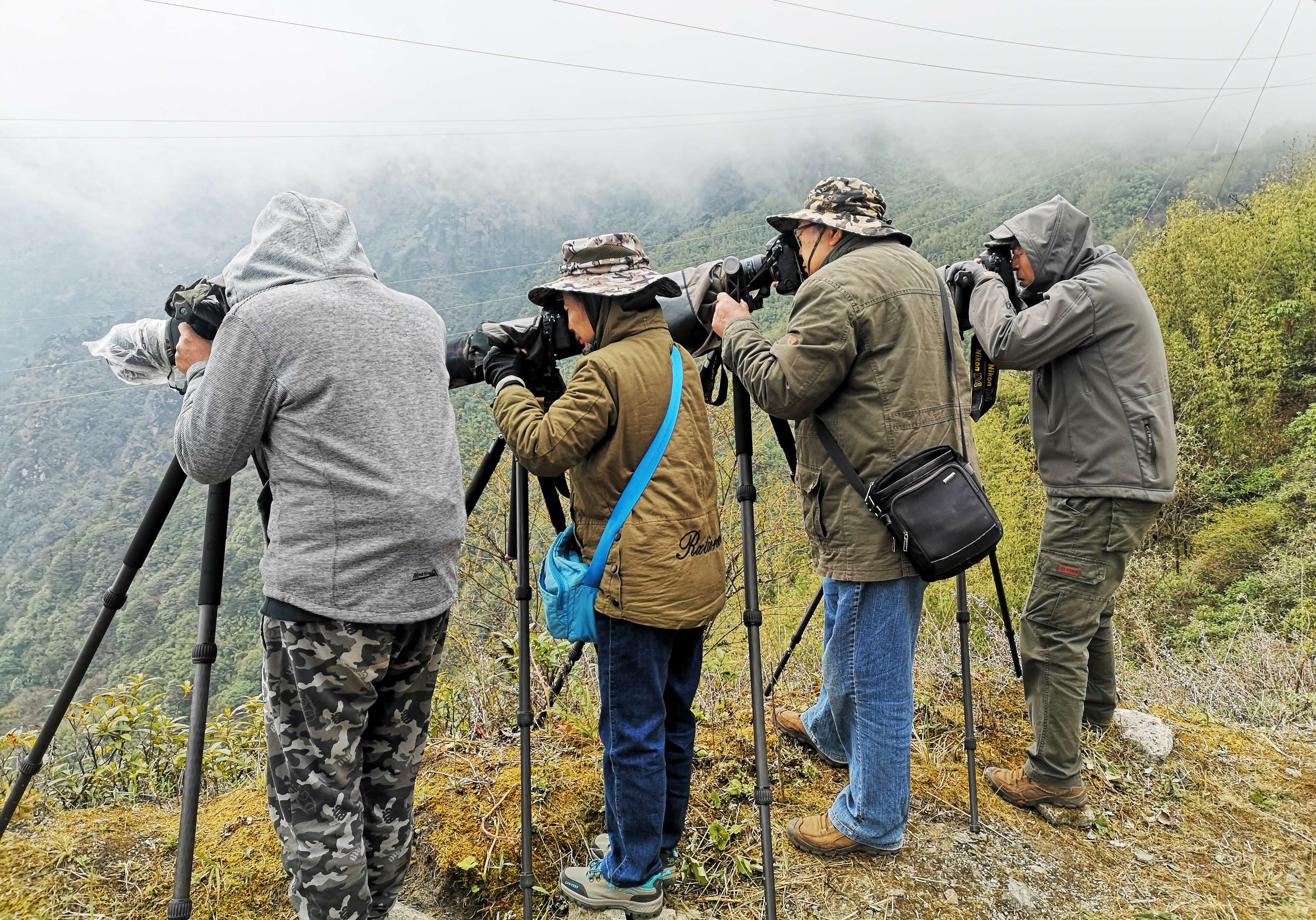 Lushui: It is the breeding season of fire-tailed sunbirds, and ...