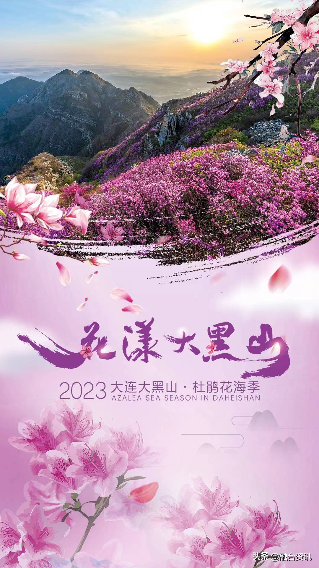 Dalian Daheishan Rhododendron Sea Season Comes Romantically - iNEWS