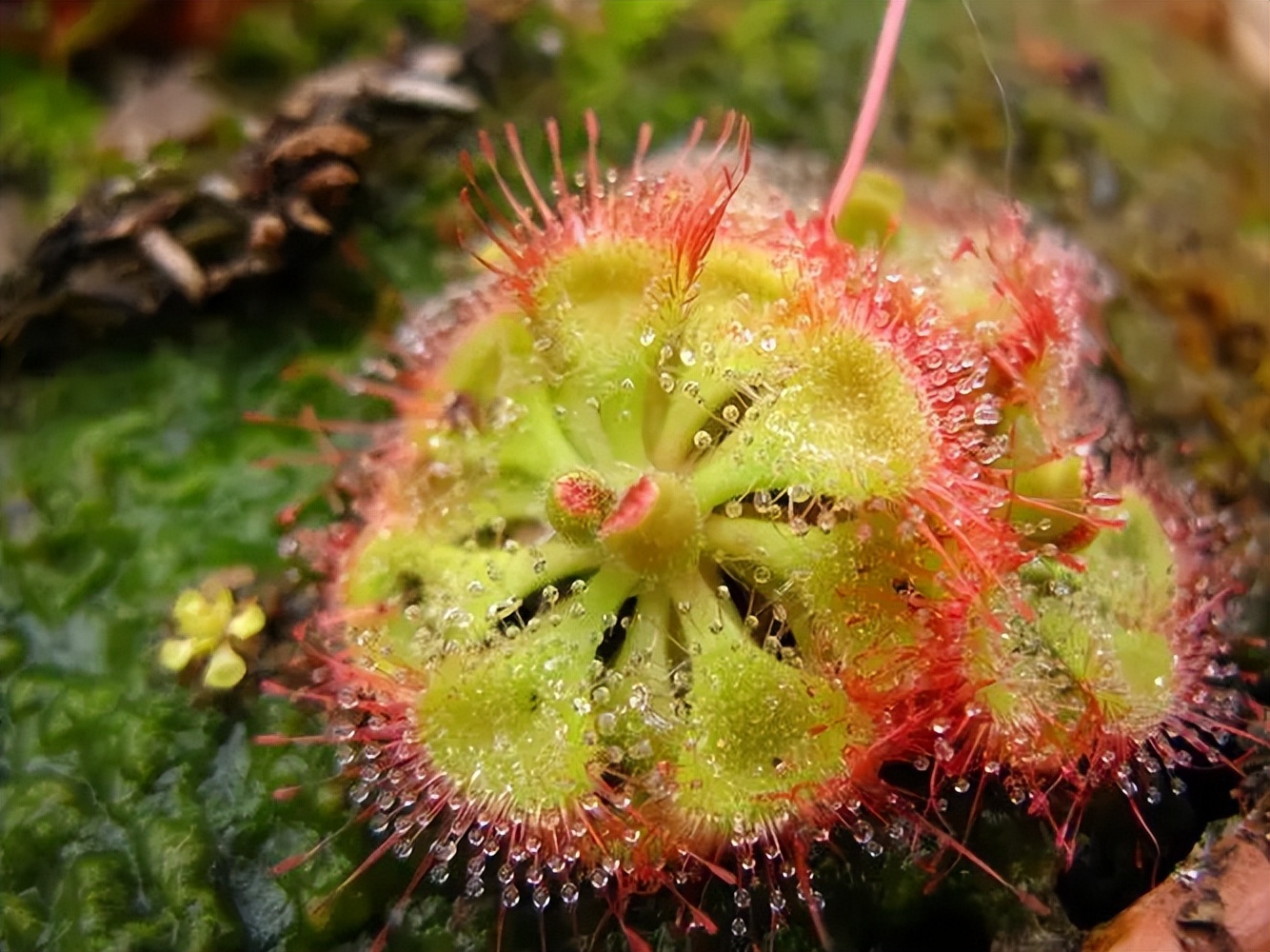 The Fantastic and Deadly Bugcatcher: Exploring the Amazing World of ...