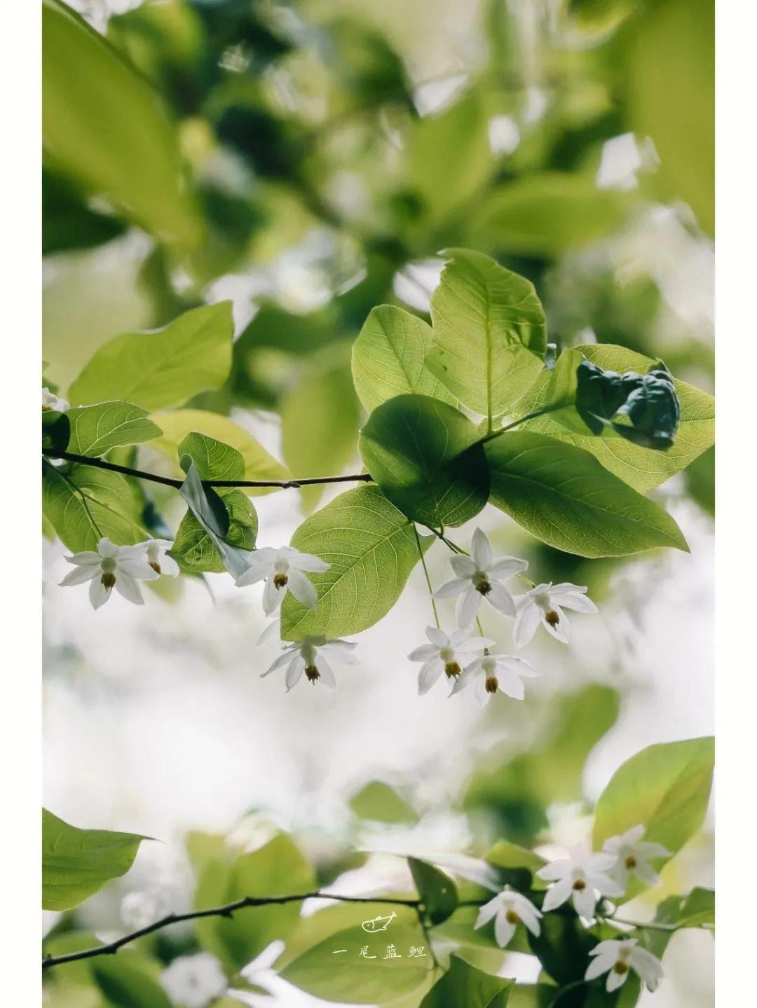 National Class II protected endangered rare plants: Jurong Baohua ...