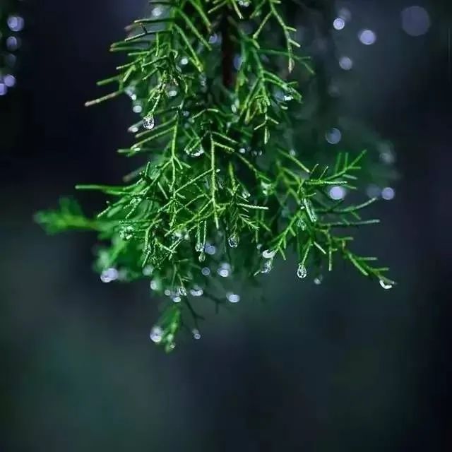 The dew contains the sparse moon, clears the sky, and the forest looks ...