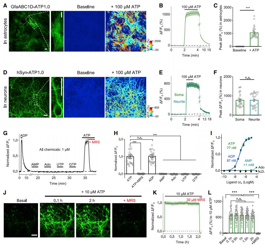 Neuron: A new ATP fluorescent probe constructed by Li Yulong's research ...