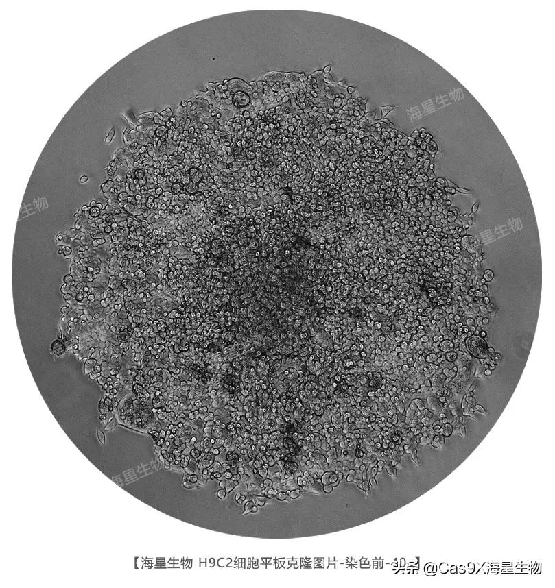 ClonePlus™ cell clone formation experiment - iNEWS