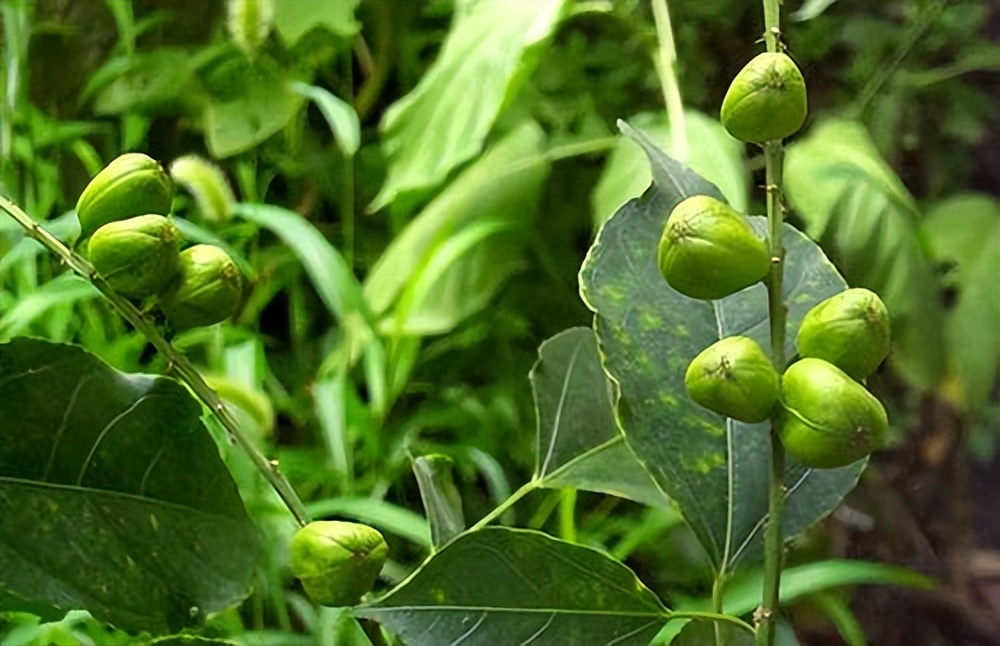 Explore the mysteries of the croton plant, the characteristics and uses ...