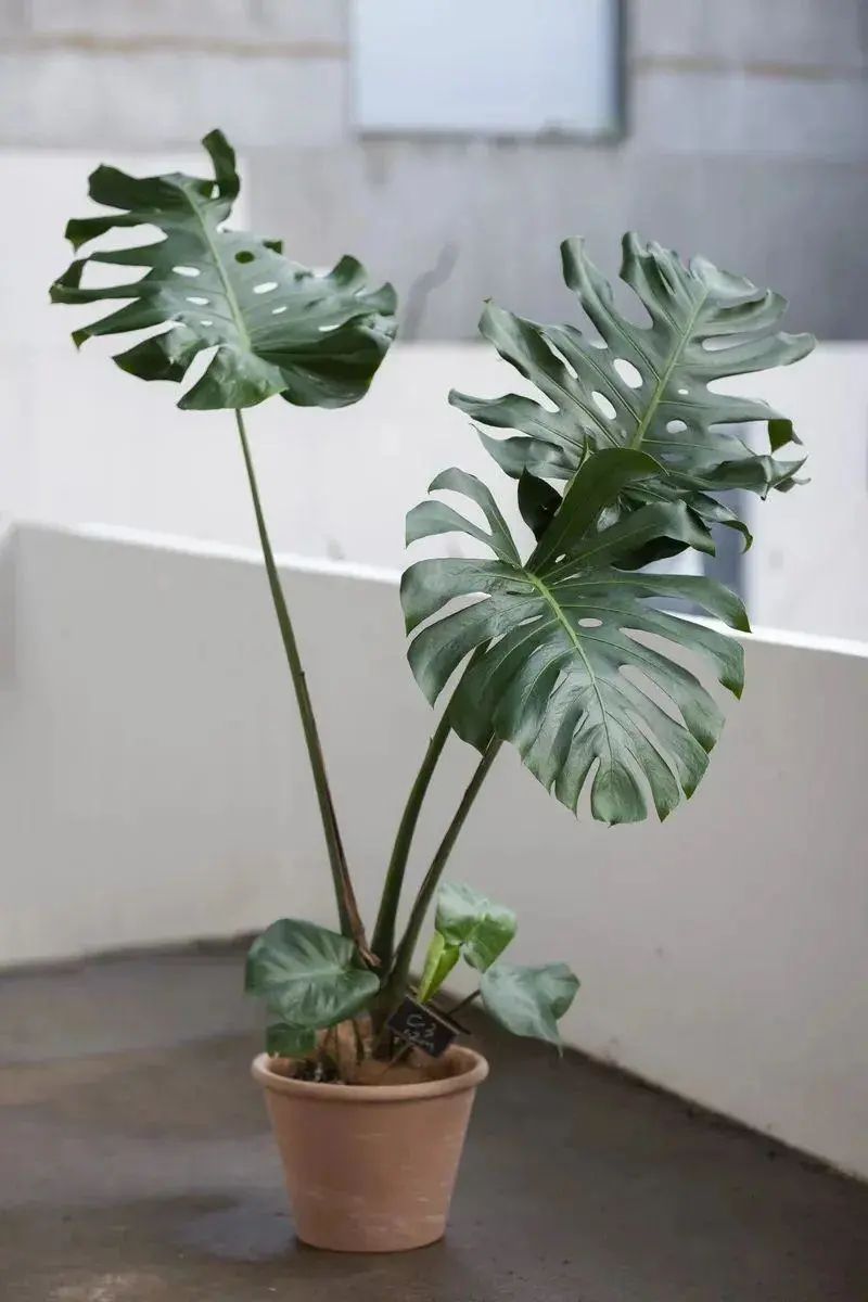 Monstera never grows new leaves?4 tips to make the leaves grow long and ...