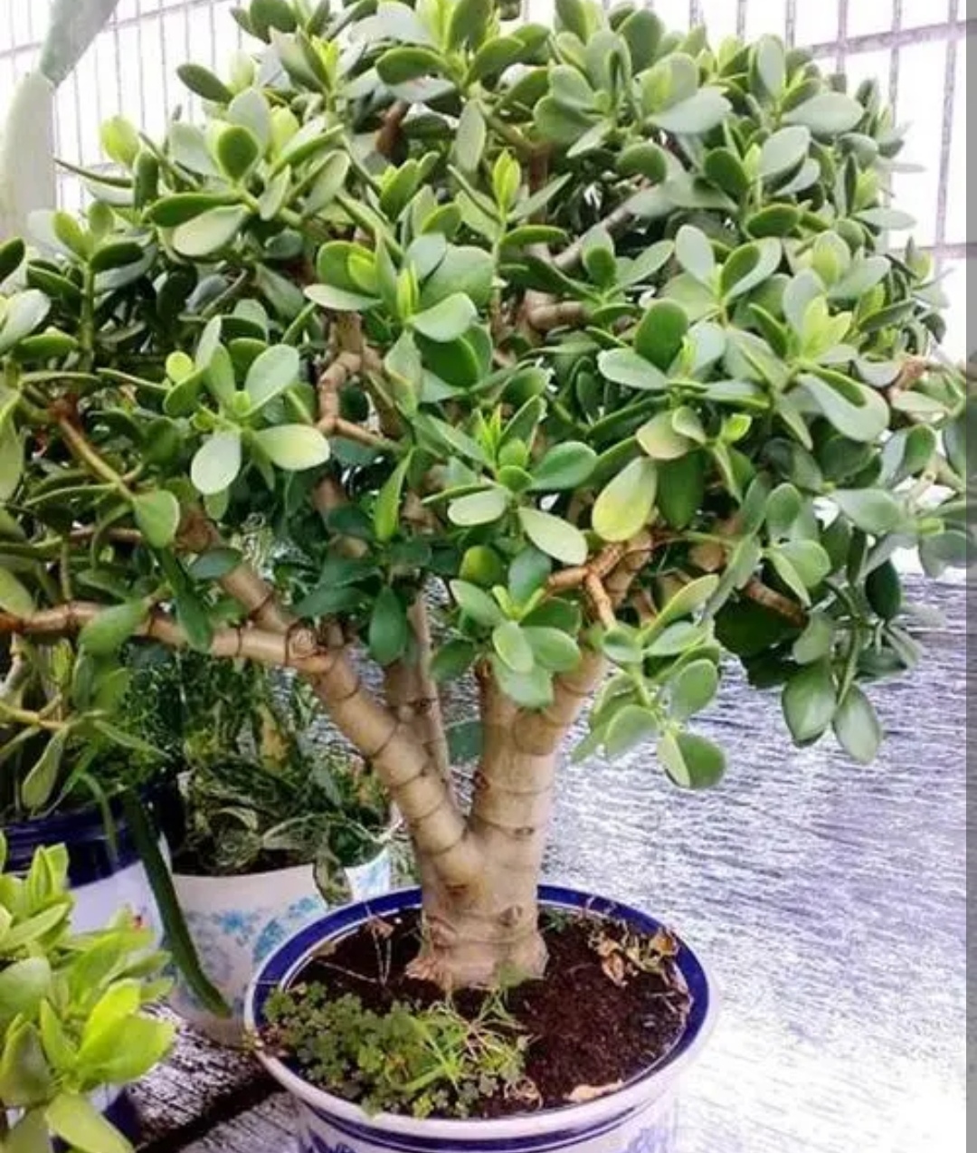 Raising a jade tree, the harder it is cut, the faster it will grow, and ...