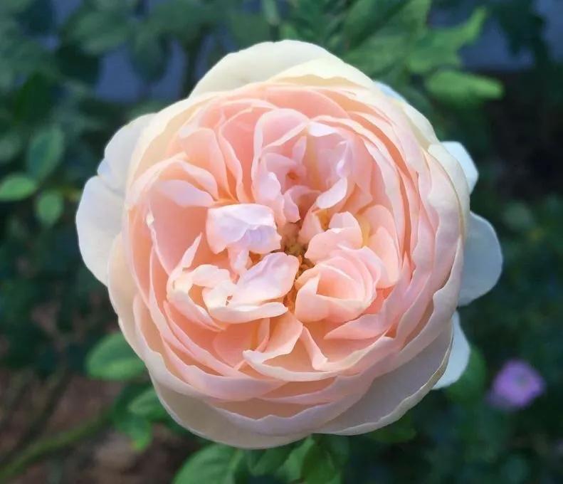 Pink and lovely shepherdess rose - iNEWS