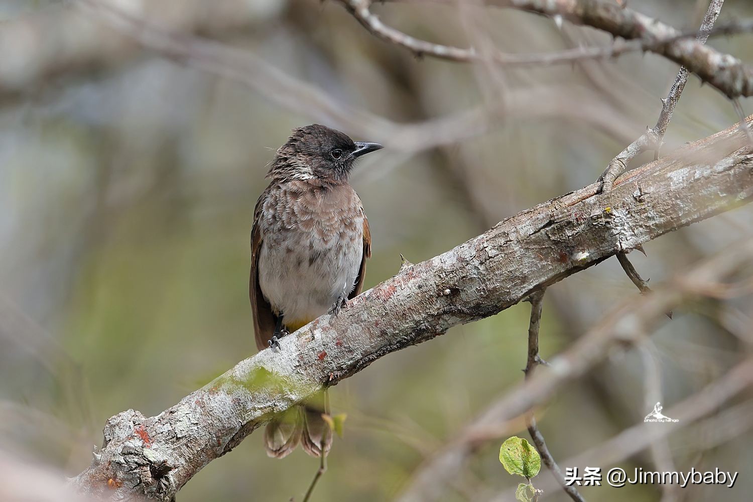 The Legend of the World's National Bird: Liberia's Black-eyed Bulbul ...