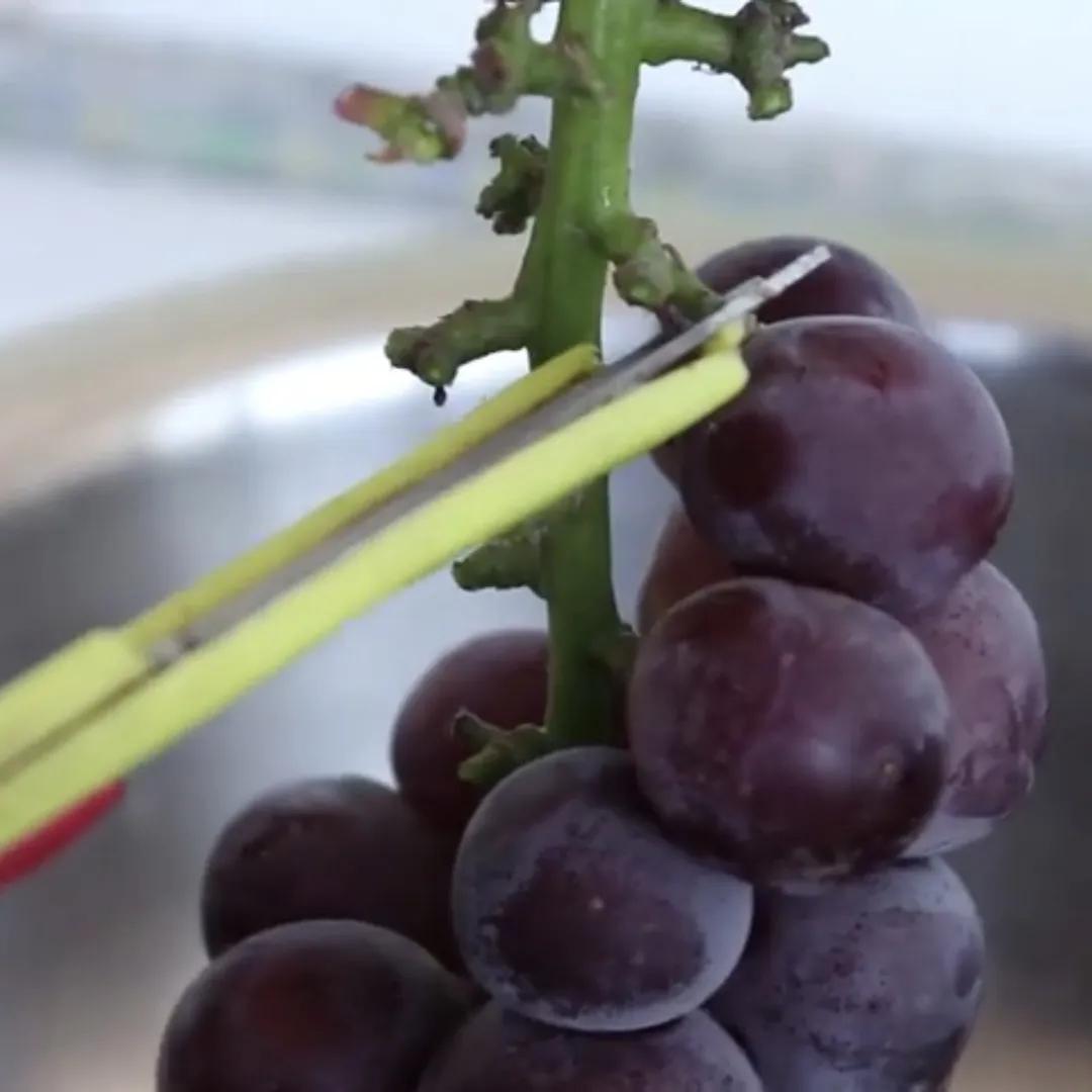 Homemade wine practice - iNEWS