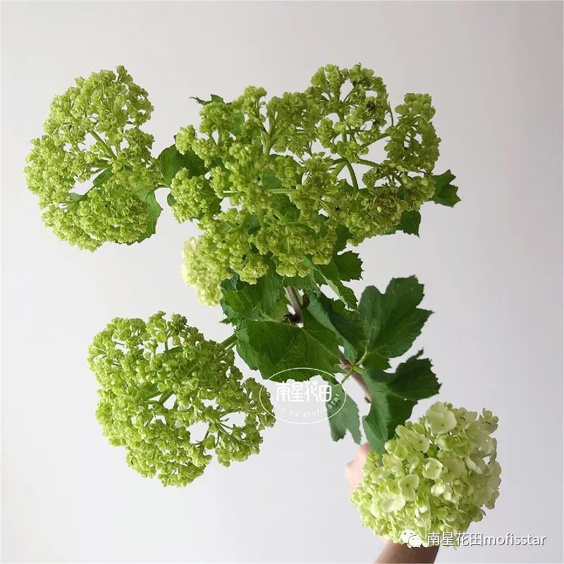 Wooden Hydrangea · Midsummer Green Snow - iNEWS