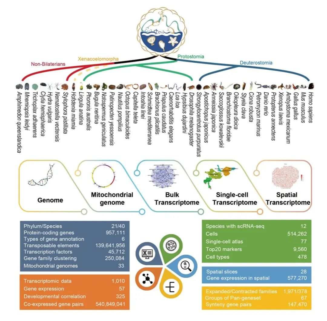 Dong Bo/Wang Shi/Li Yuli collaborated to establish the first ...
