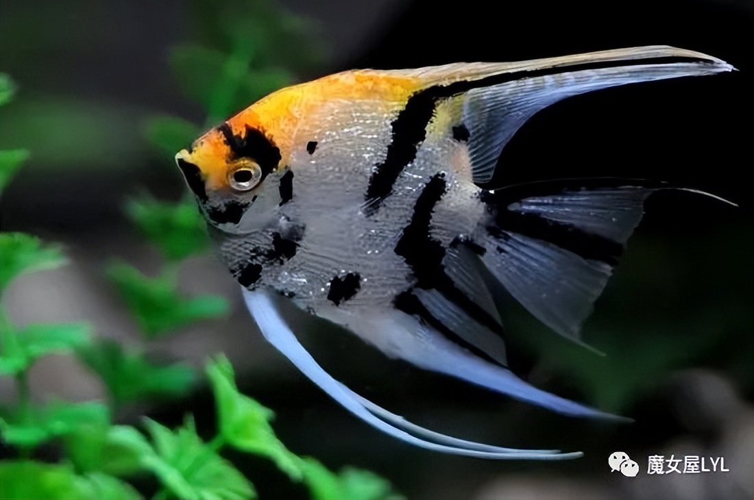 Three kinds of angelfish and neon fish - iMedia