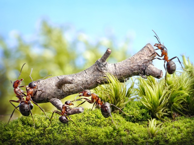 Ants' vision: Uncovering whether they really can't see humans - iNEWS
